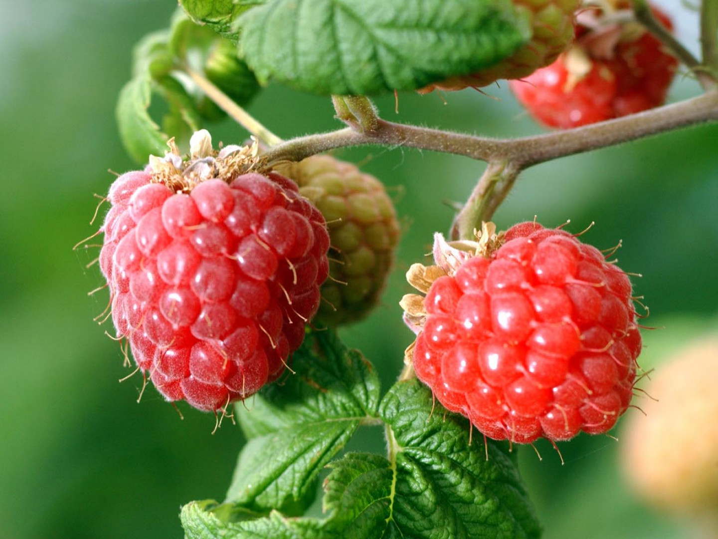 Raspberries | McKenzie's Farm
